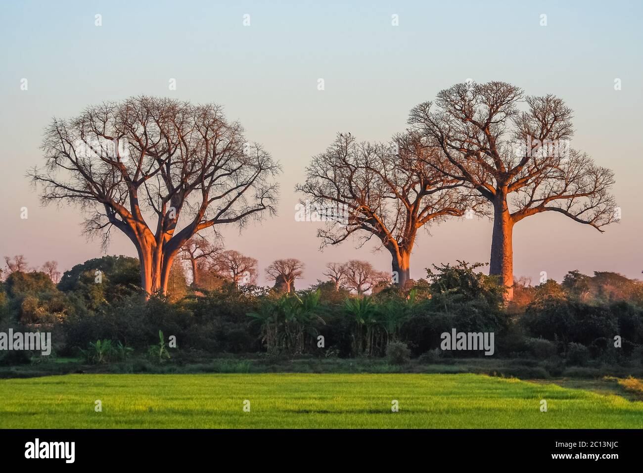 Baobab trees in Madagascar Stock Photo - Alamy