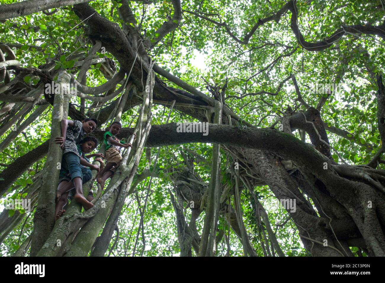 Children are riding on ancient Tree in a village near Dhaka after ...
