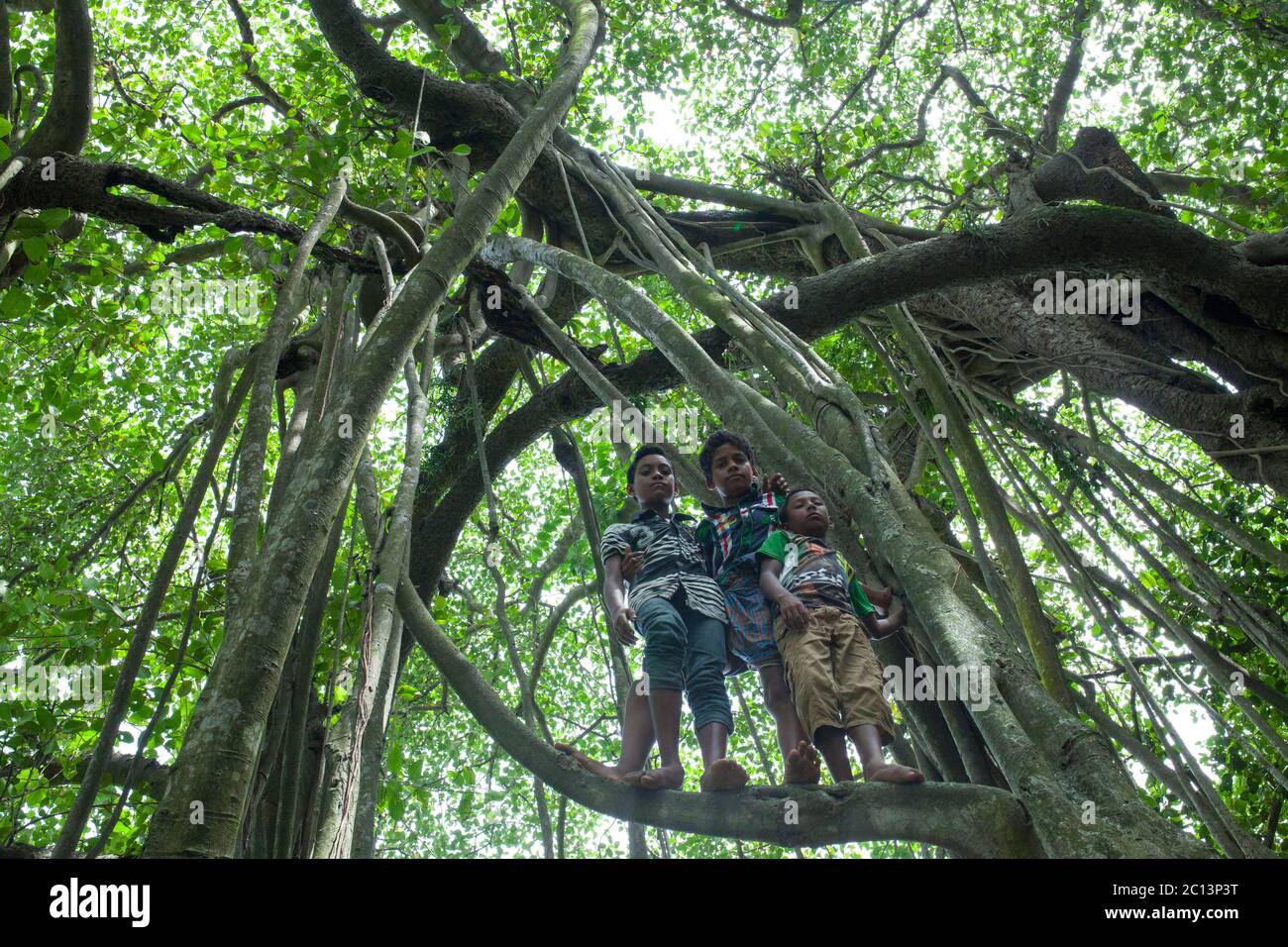 Children are riding on ancient Tree in a village near Dhaka after ...