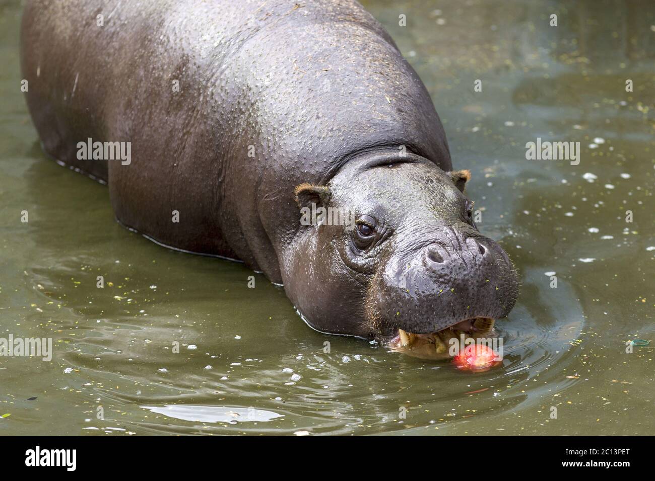 Pygmy hippopotamus eating apple Stock Photo - Alamy