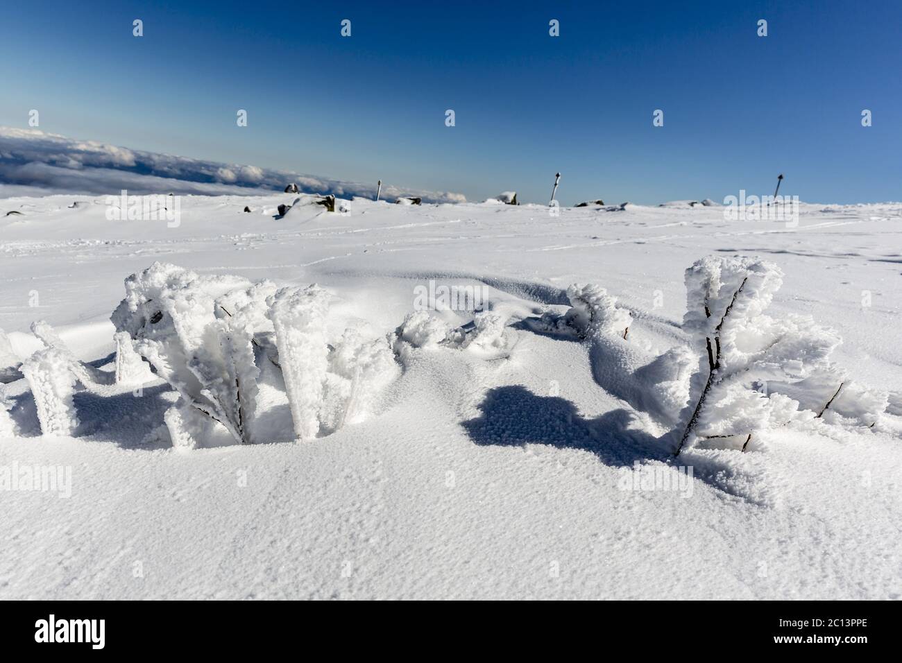 Frozen up bushes hi-res stock photography and images - Alamy