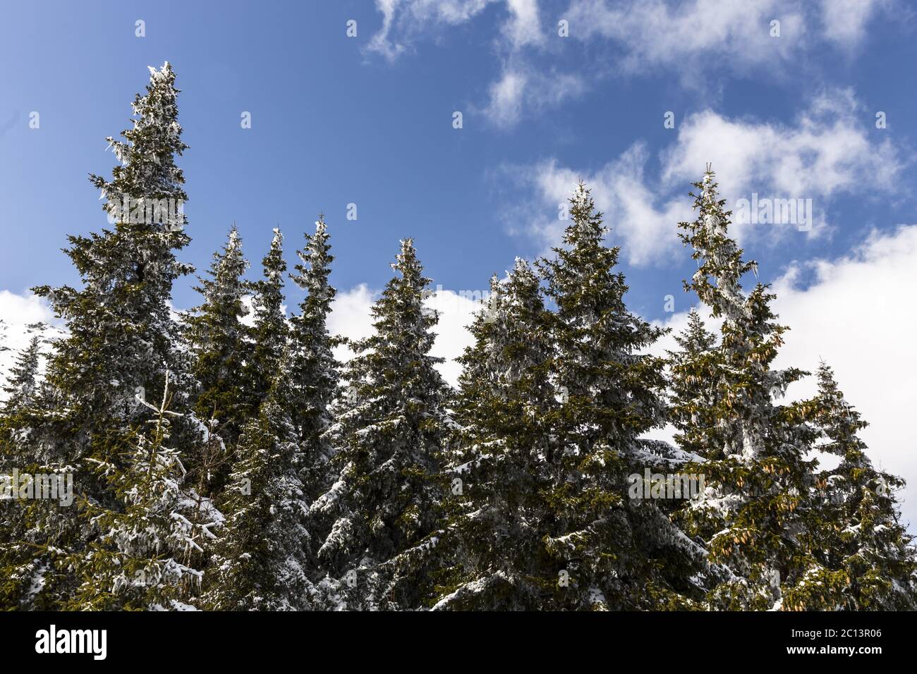 Pine trees in snow snowfall hi-res stock photography and images - Alamy