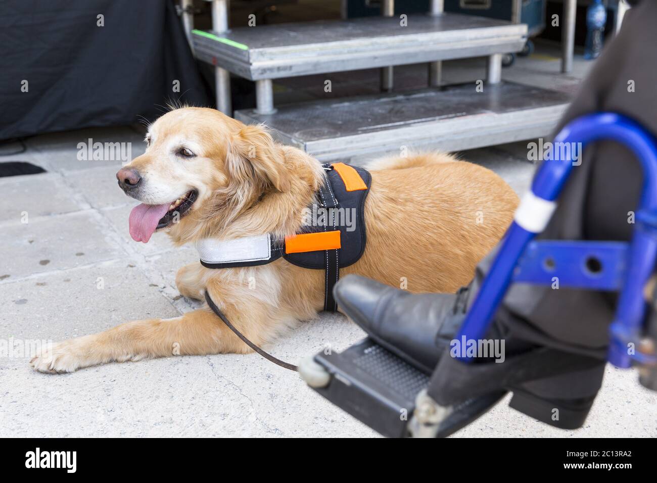 Guide and assistance dog Stock Photo - Alamy