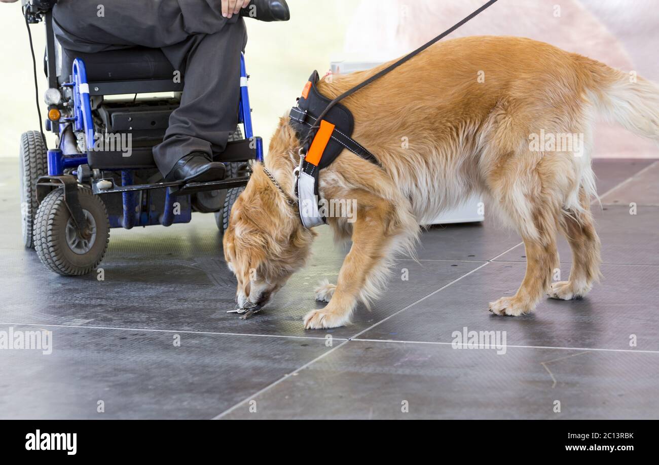 Guide and assistance dog keys Stock Photo - Alamy
