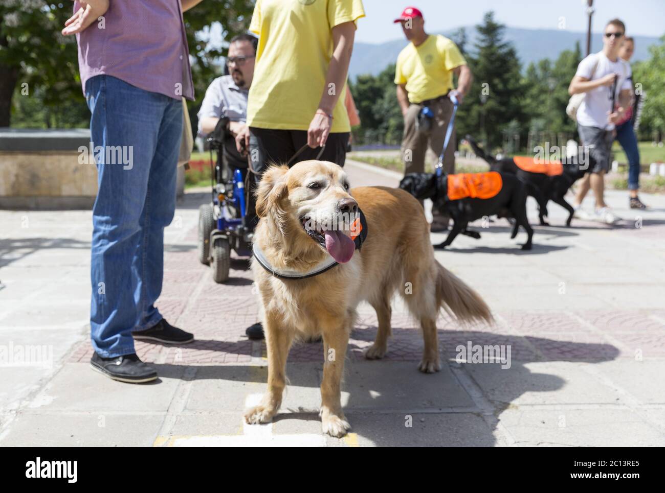 Guide and assistance dogs Stock Photo - Alamy