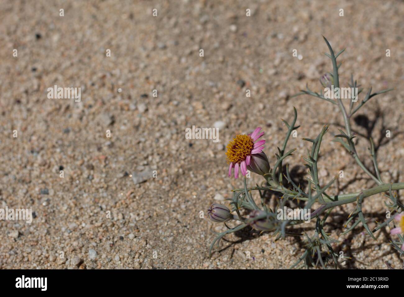Hole In The Sand Plant, Nicolletia Occidentalis, Asteraceae, native ...