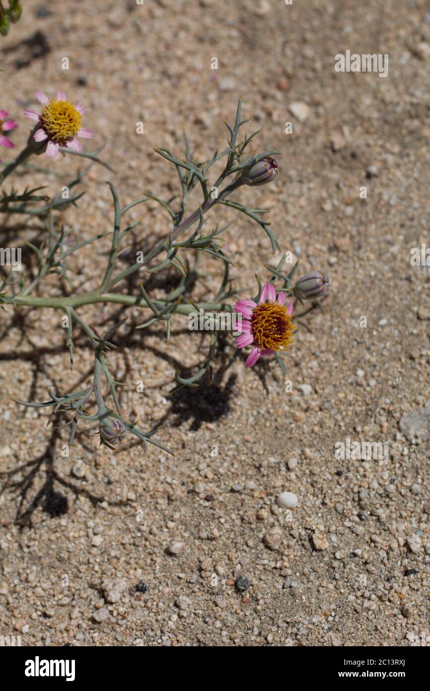 Hole In The Sand Plant, Nicolletia Occidentalis, Asteraceae, native ...