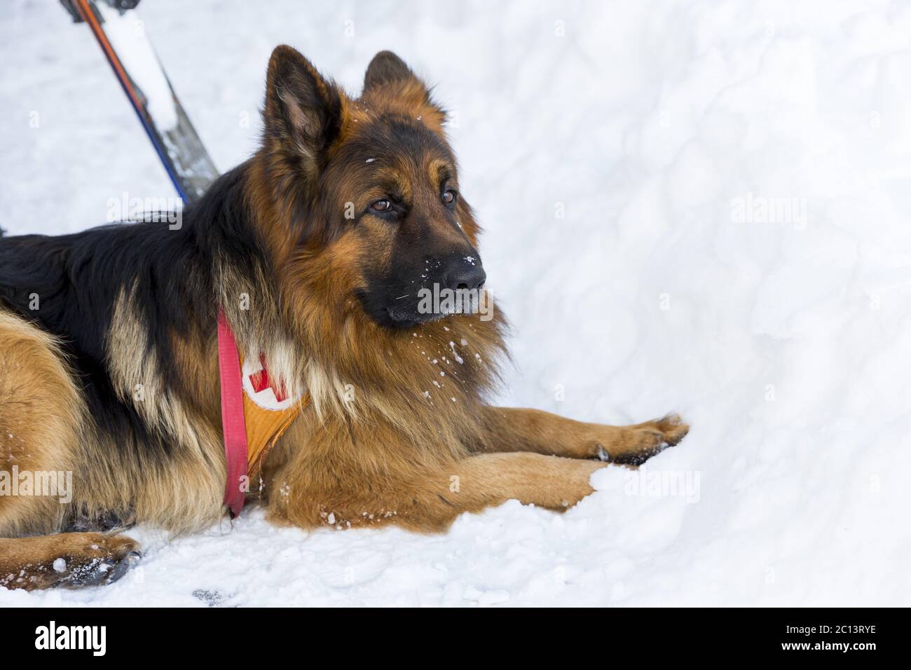 Dog rescue ice hi-res stock photography and images - Alamy