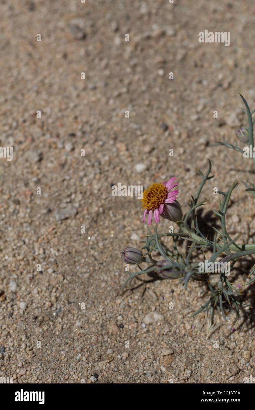 Hole In The Sand Plant, Nicolletia Occidentalis, Asteraceae, native ...