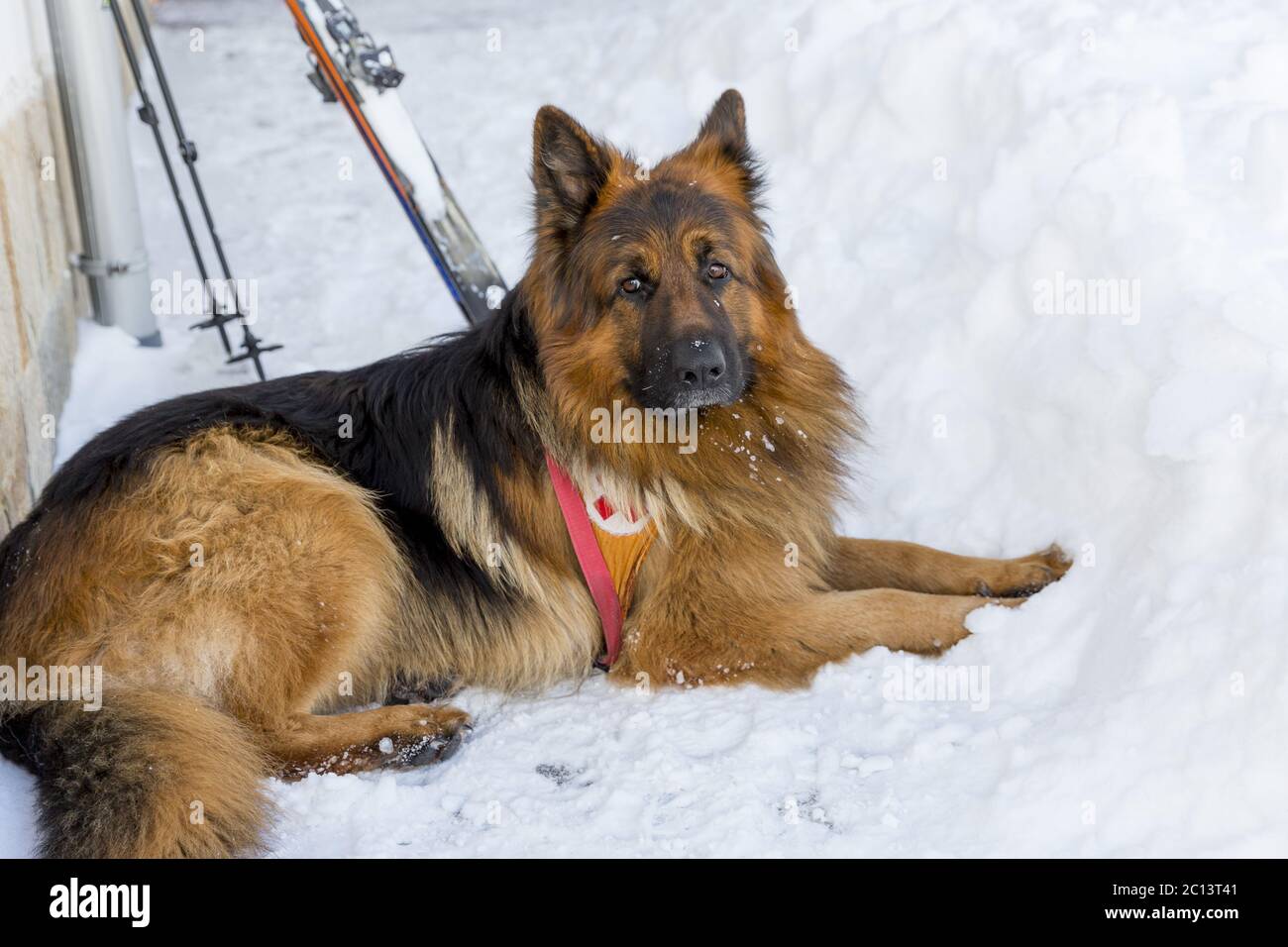 Rescue dog at Mountain Rescue Service Stock Photo - Alamy