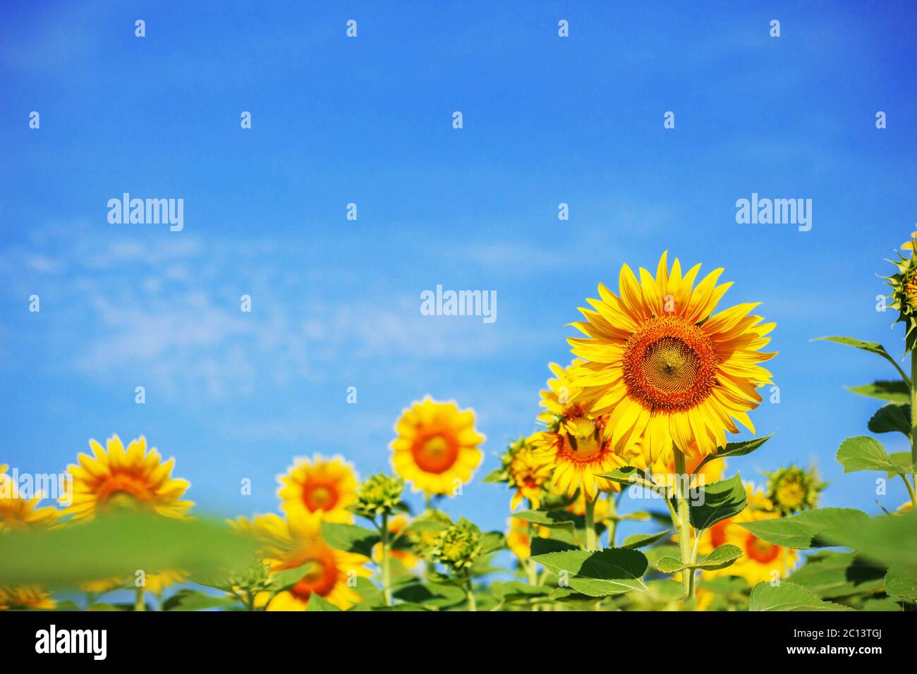 Sunflower with a blue sky Stock Photo - Alamy
