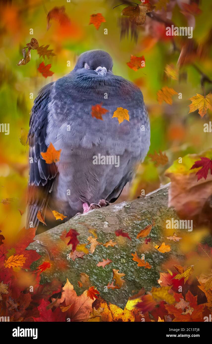 Autumn pigeon on a tree Stock Photo - Alamy