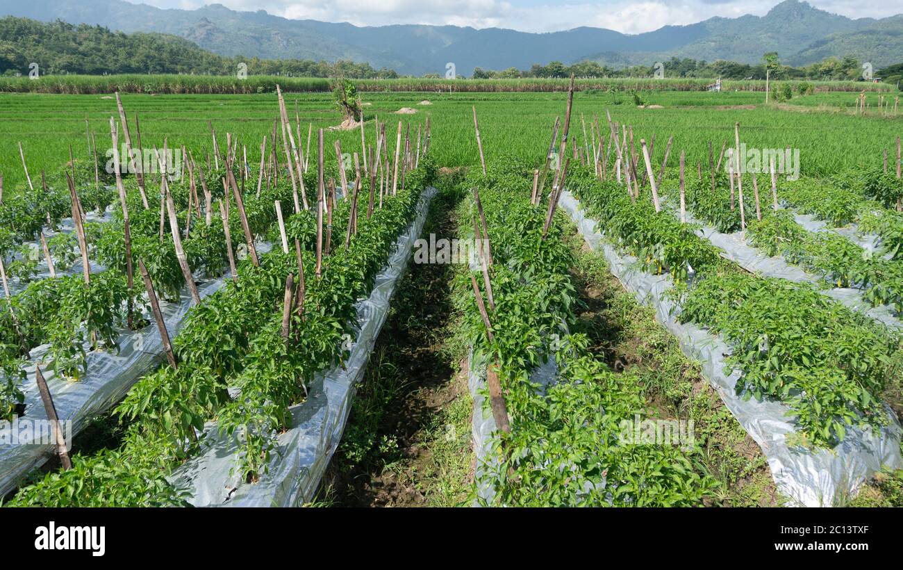 Chili cultivation, one of agriculture with good business value. Looks ...