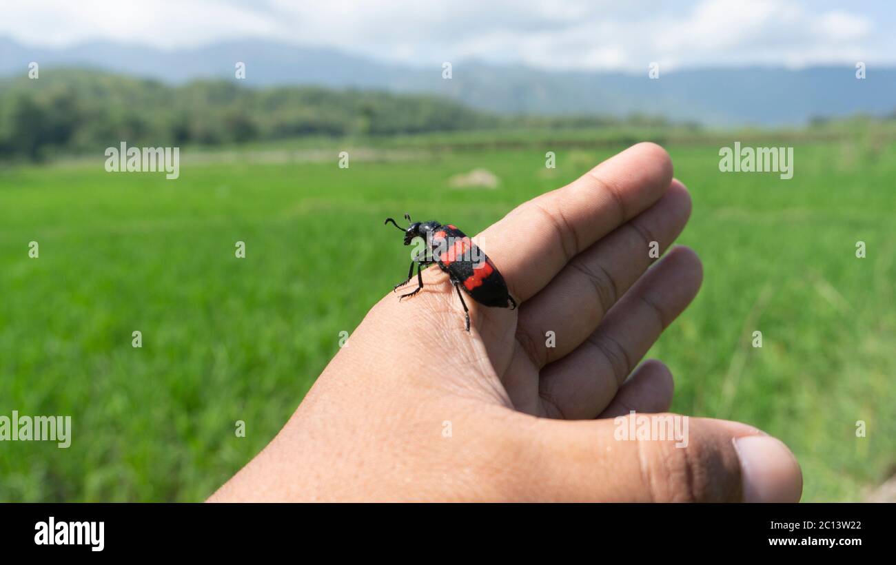 The beautiful Mylabris Pustulata perched in his hand with a red stroke ...