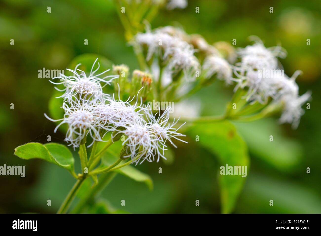 beautiful flowers of the communist plant (Chromolaena odorata) with ...