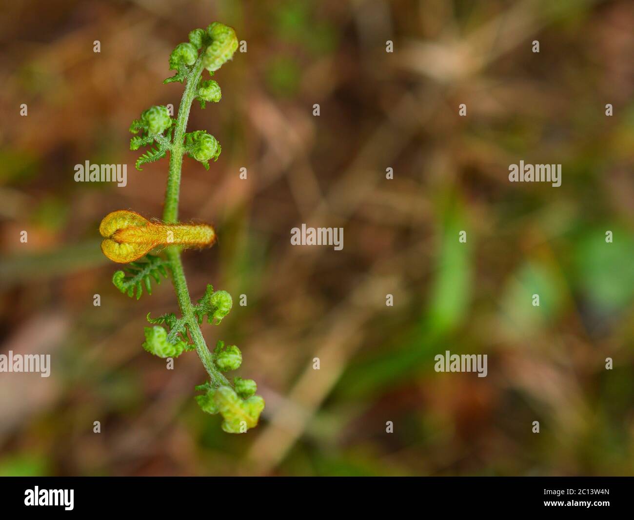 Lion nose hi-res stock photography and images - Alamy