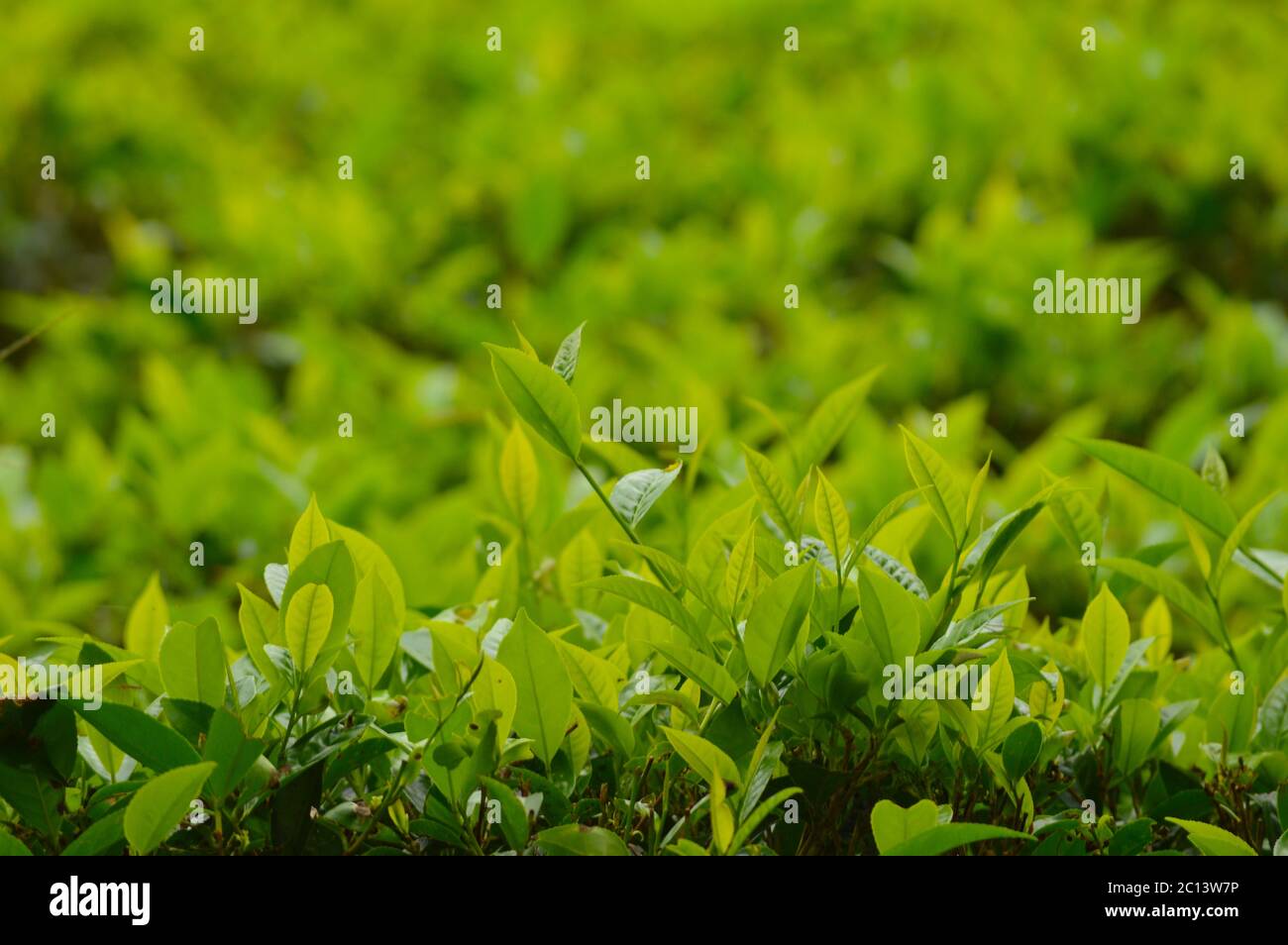 Green aromatic tea leaves in hi-res stock photography and images - Alamy