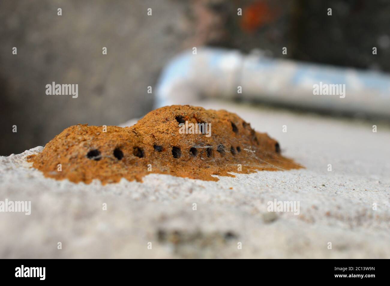 ants house called anthill with some parts in focus forming a background ...