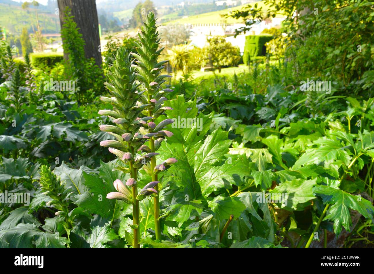 Long flower hi-res stock photography and images - Alamy