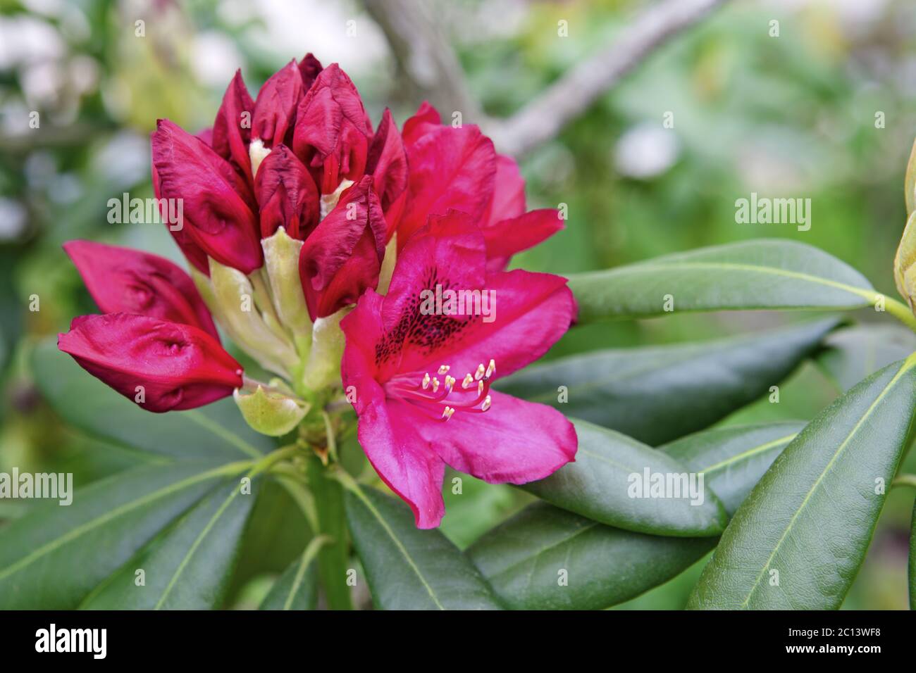 Beautiful red Rhododendron Stock Photo - Alamy