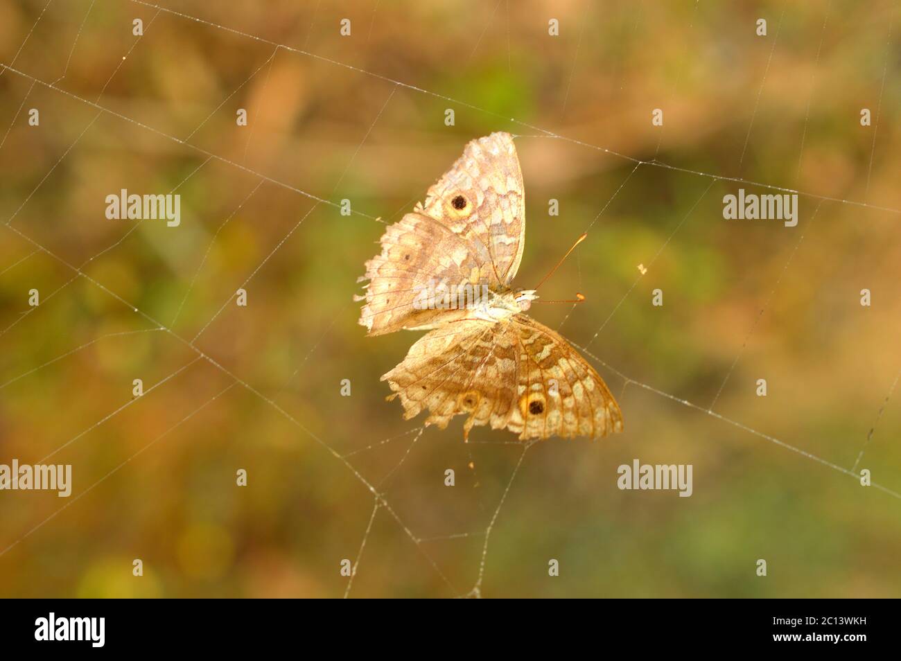 Trapped in spider web hi-res stock photography and images - Alamy