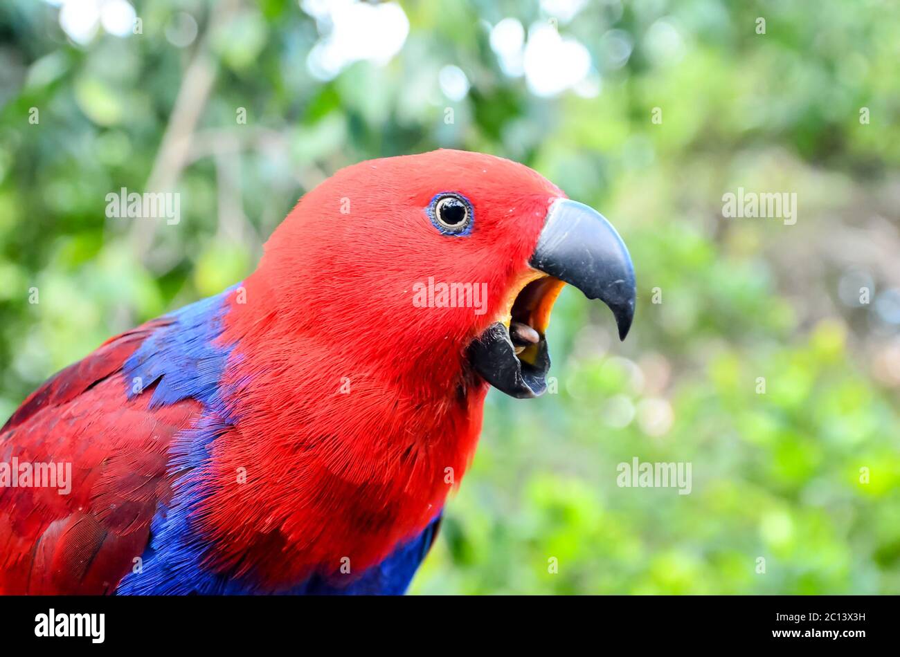 Parrot Tropical Bird Stock Photo - Alamy