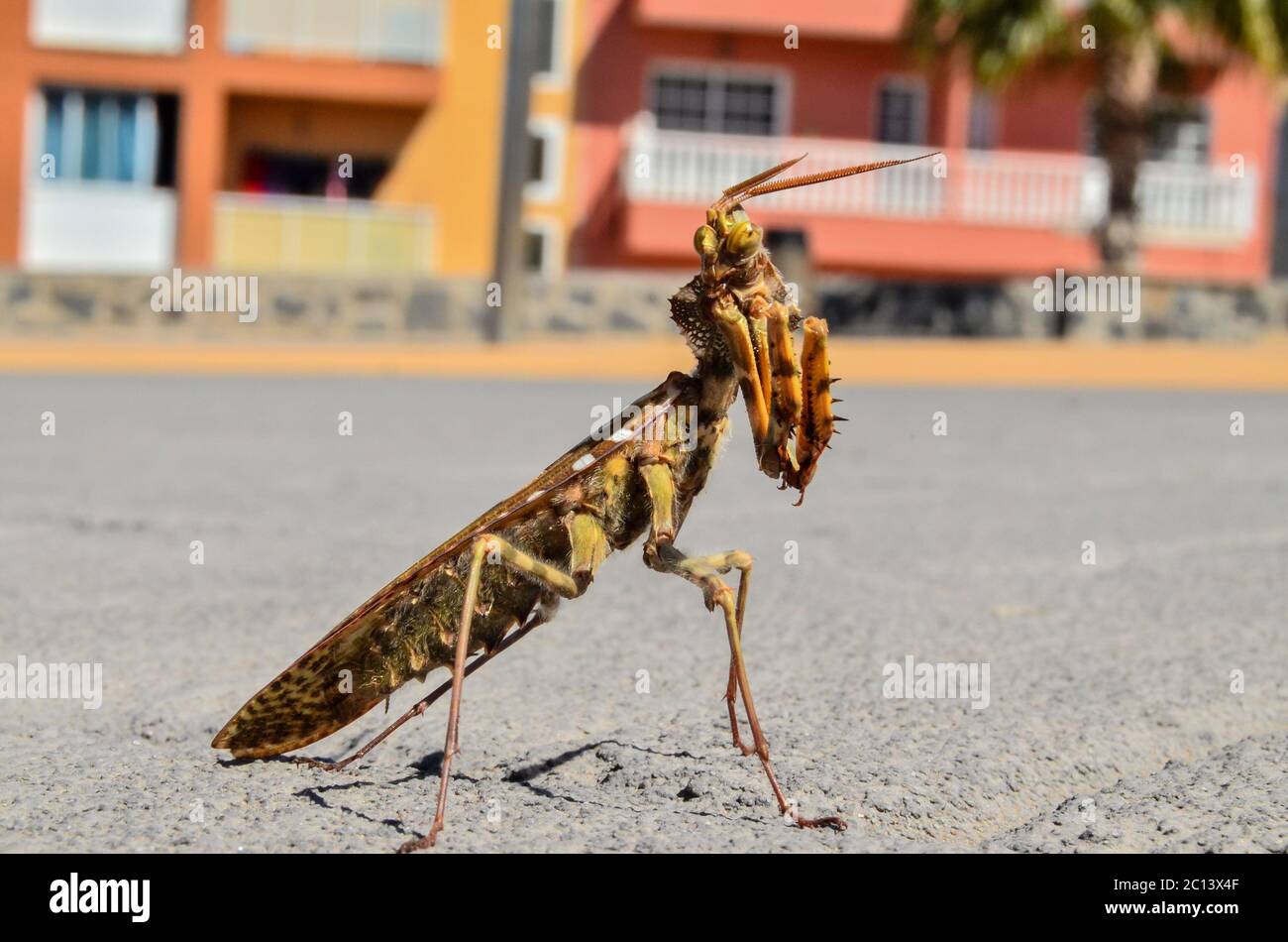 Insect Mantis Religiosa Stock Photo - Alamy