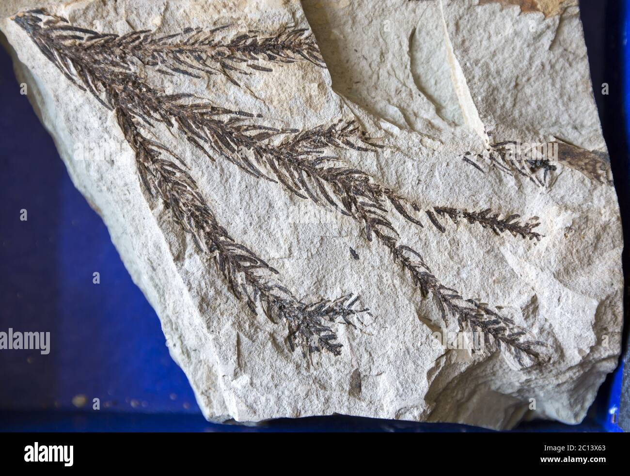 Fossil leaf in stone Stock Photo - Alamy