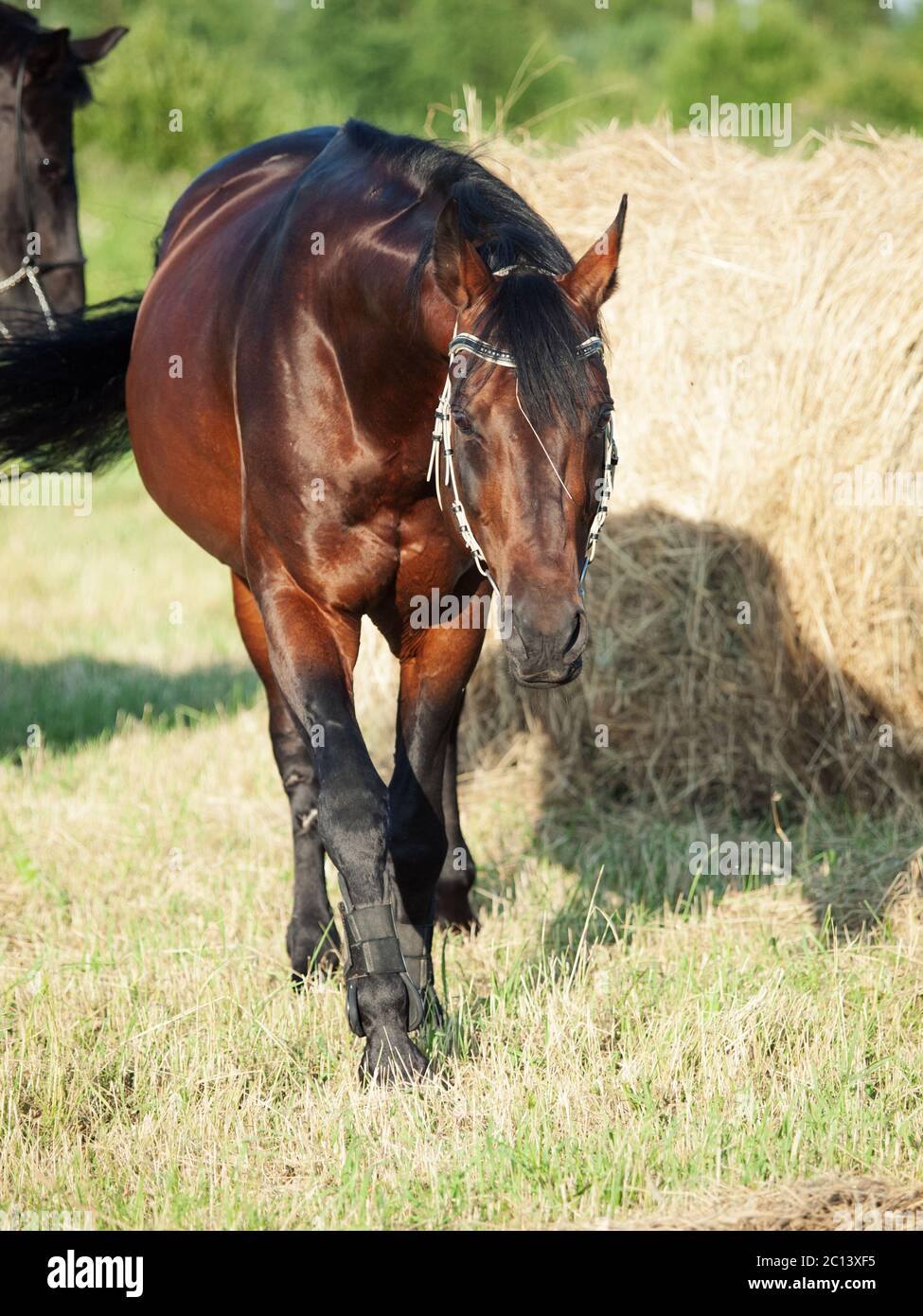 walking Bay sportive horse in field with haystack Stock Photo - Alamy