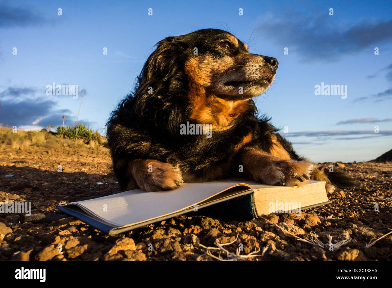 One intelligent Black Dog Reading a Book Stock Photo - Alamy