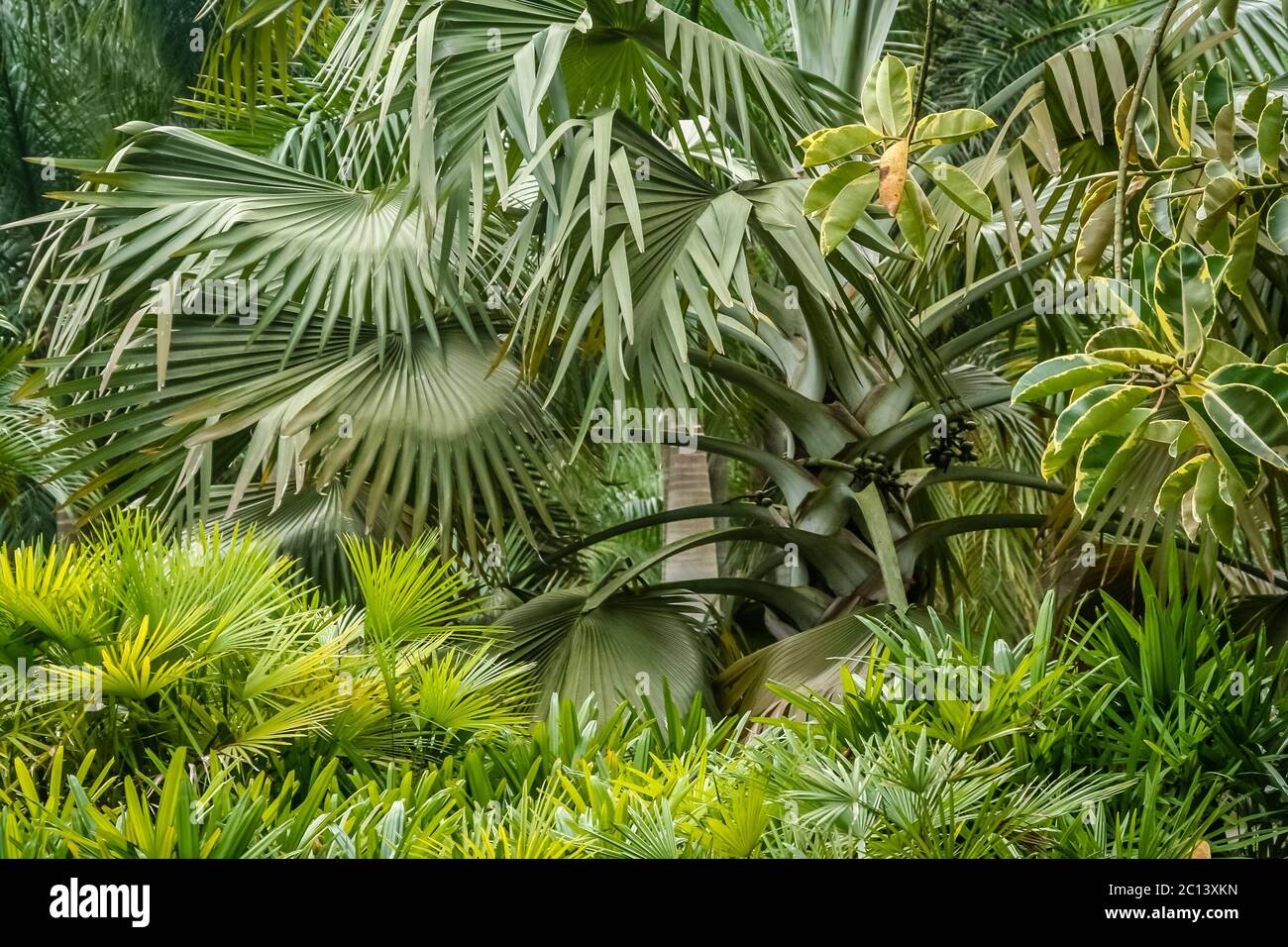 Yunnan china flora hi-res stock photography and images - Alamy