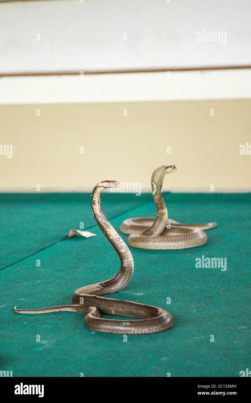 King cobra snake strike hi-res stock photography and images - Alamy