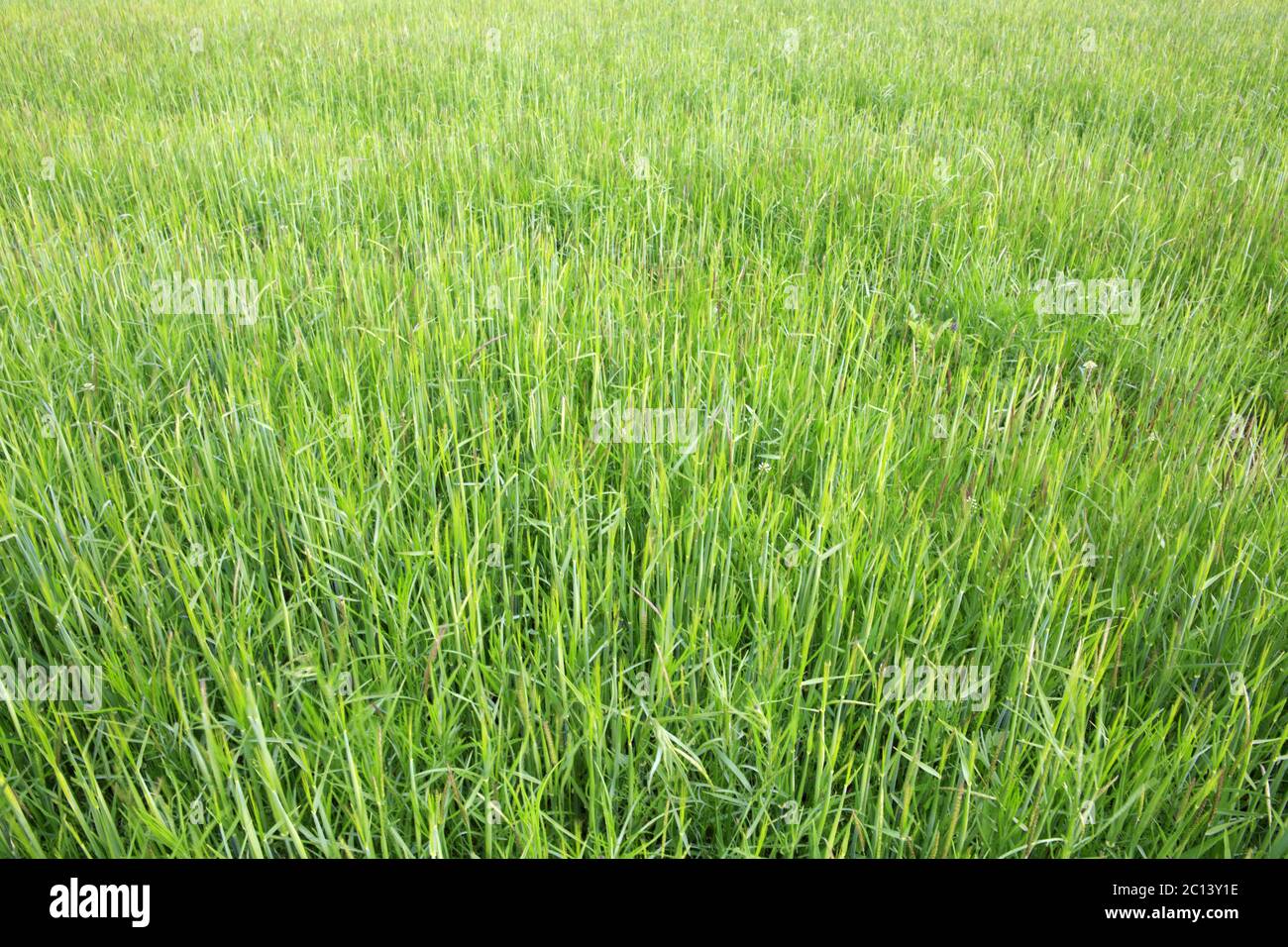 Green field of grass background Stock Photo - Alamy
