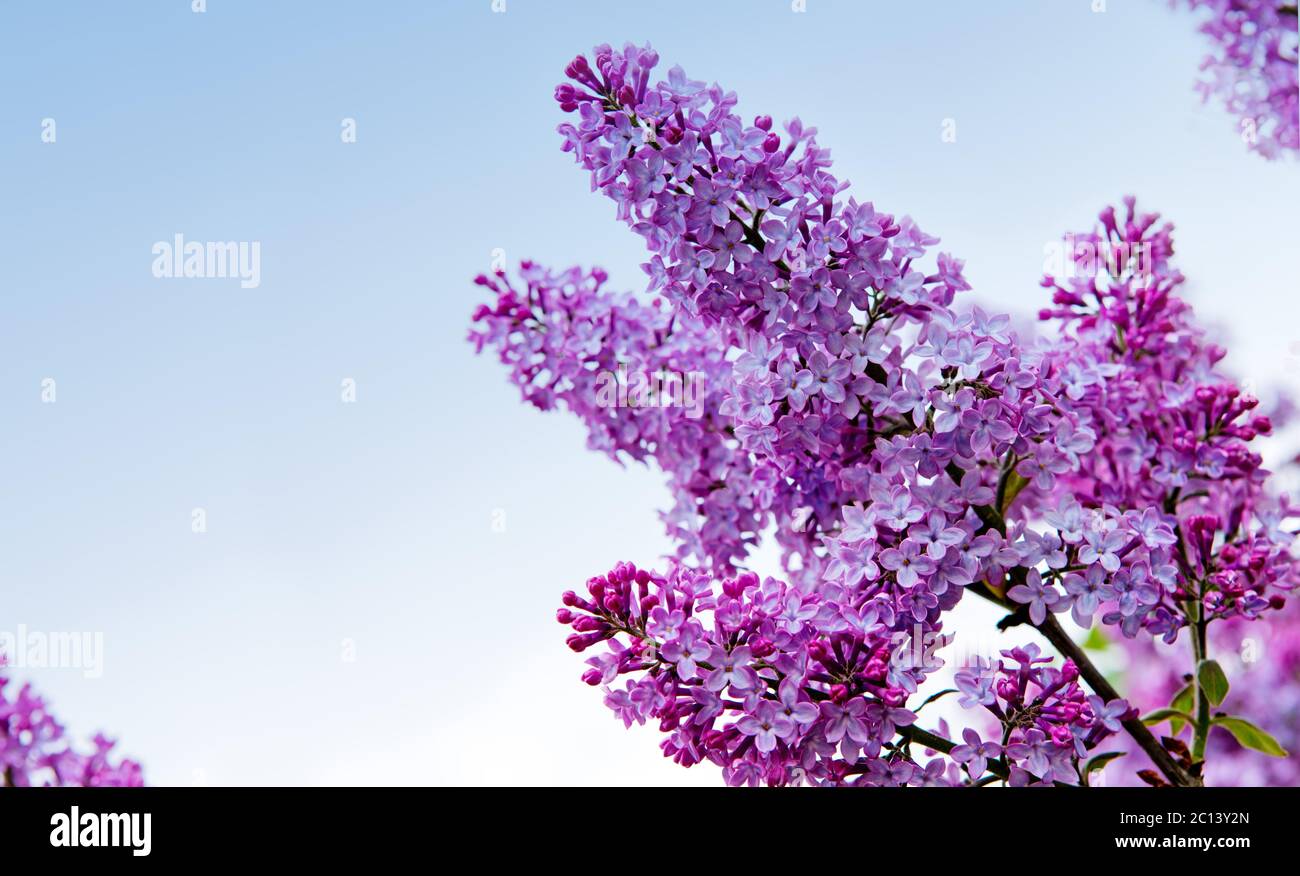 Blue lilac flowers hi-res stock photography and images - Alamy