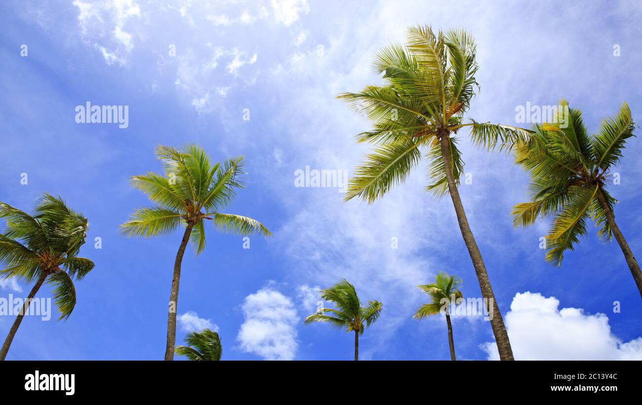Sun sunshine palm tree hi-res stock photography and images - Alamy