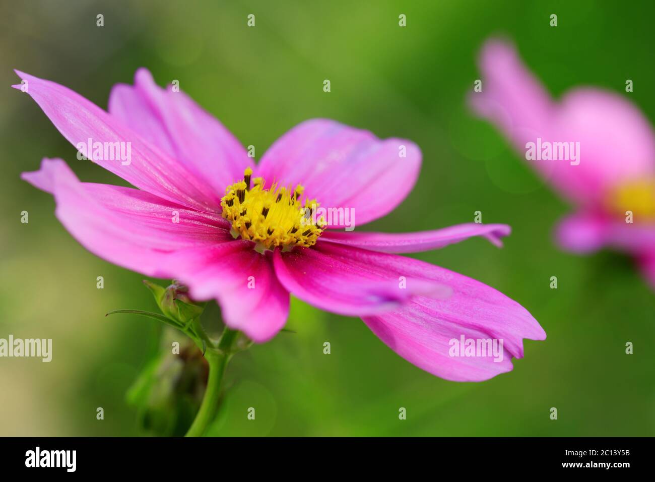 Pink Cosmos flower isolated Stock Photo - Alamy
