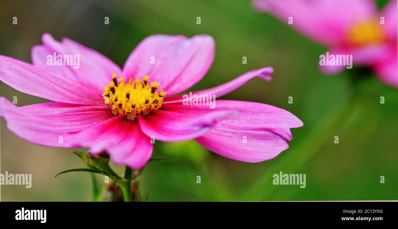 Pink Cosmos flower isolated Stock Photo - Alamy