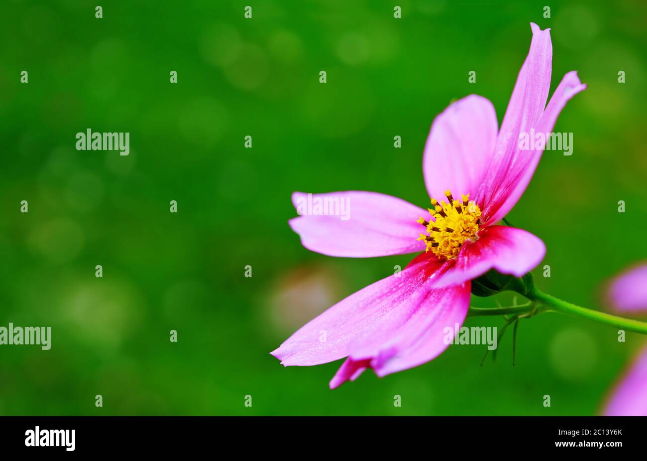 Pink Cosmos flower isolated Stock Photo - Alamy