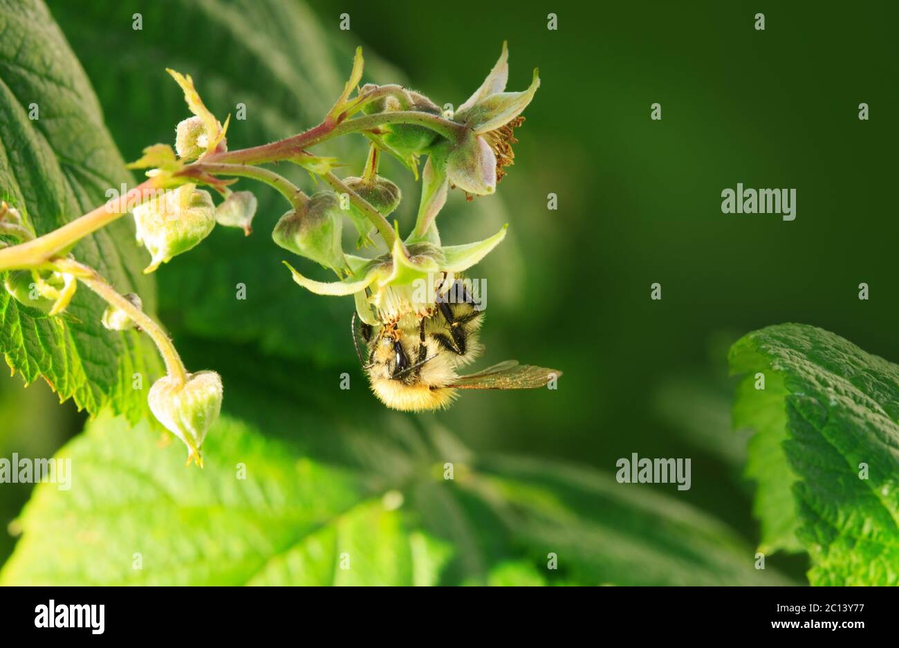 Raspberry bee hi-res stock photography and images - Alamy