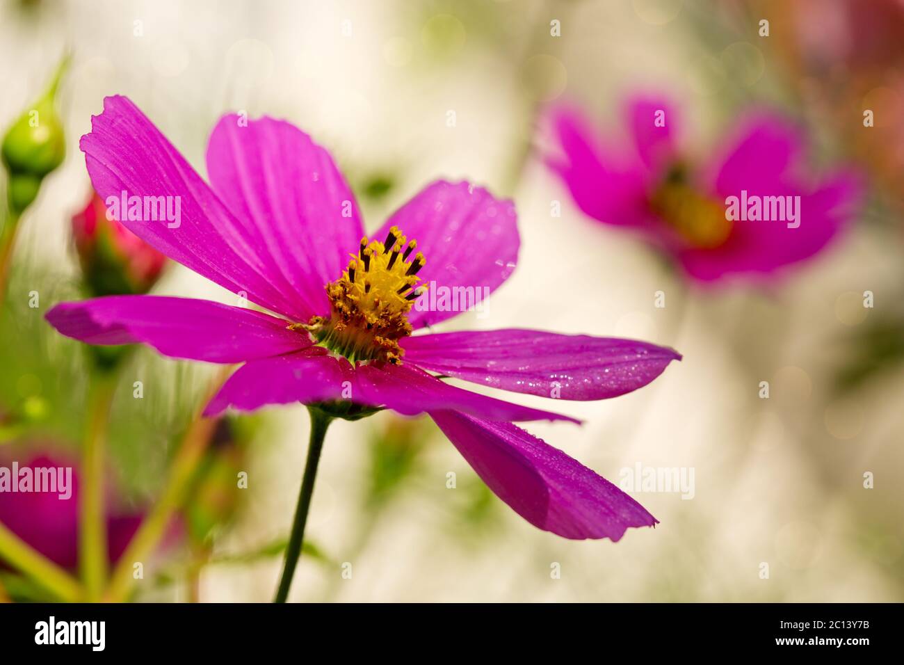Pink wild flower macro hi-res stock photography and images - Alamy