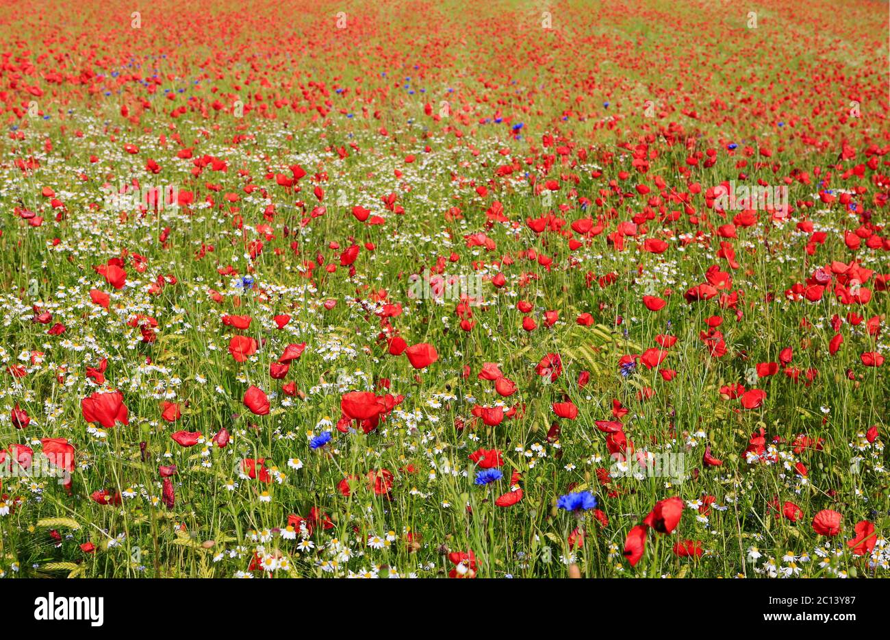 Poppy with daisies hi-res stock photography and images - Alamy