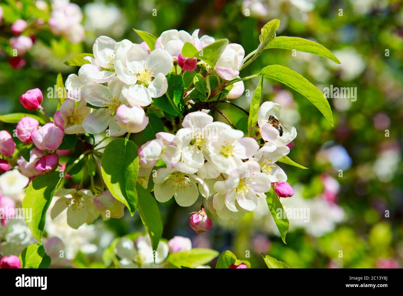 Apple flowers background Stock Photo - Alamy