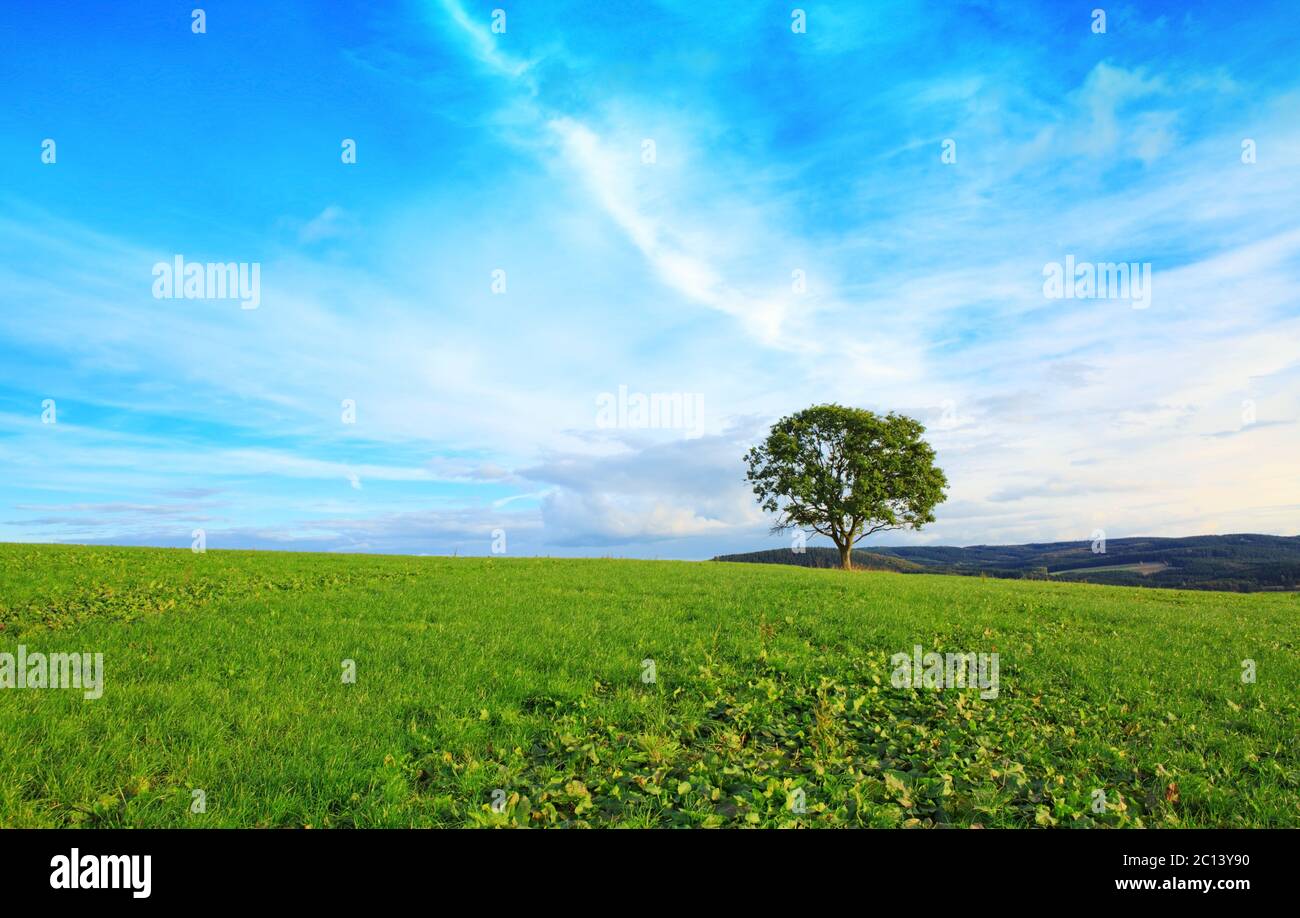 Single blue leaf hi-res stock photography and images - Alamy