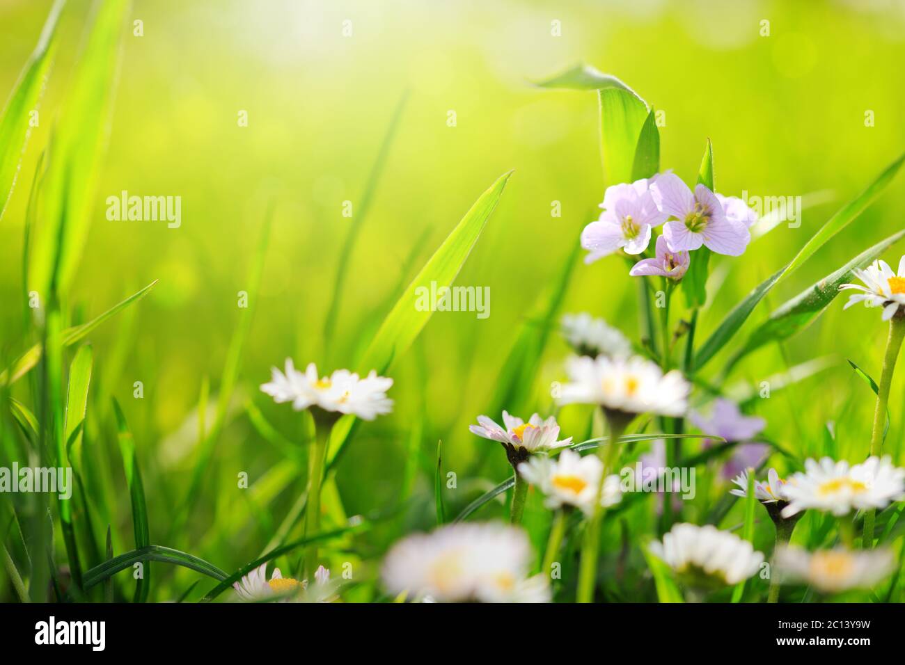 Spring flowers background Stock Photo - Alamy