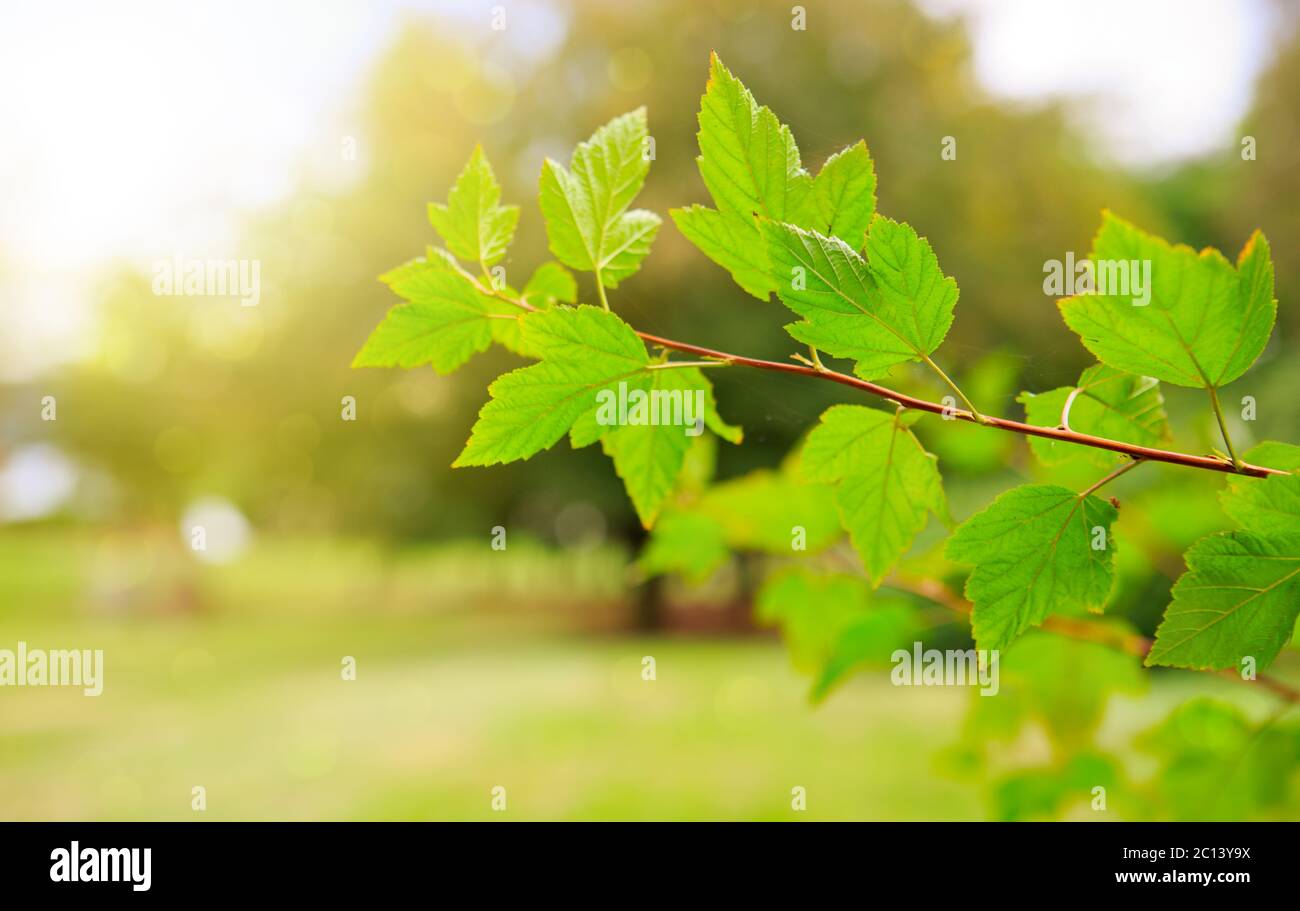 Spring background with green leaves Stock Photo - Alamy
