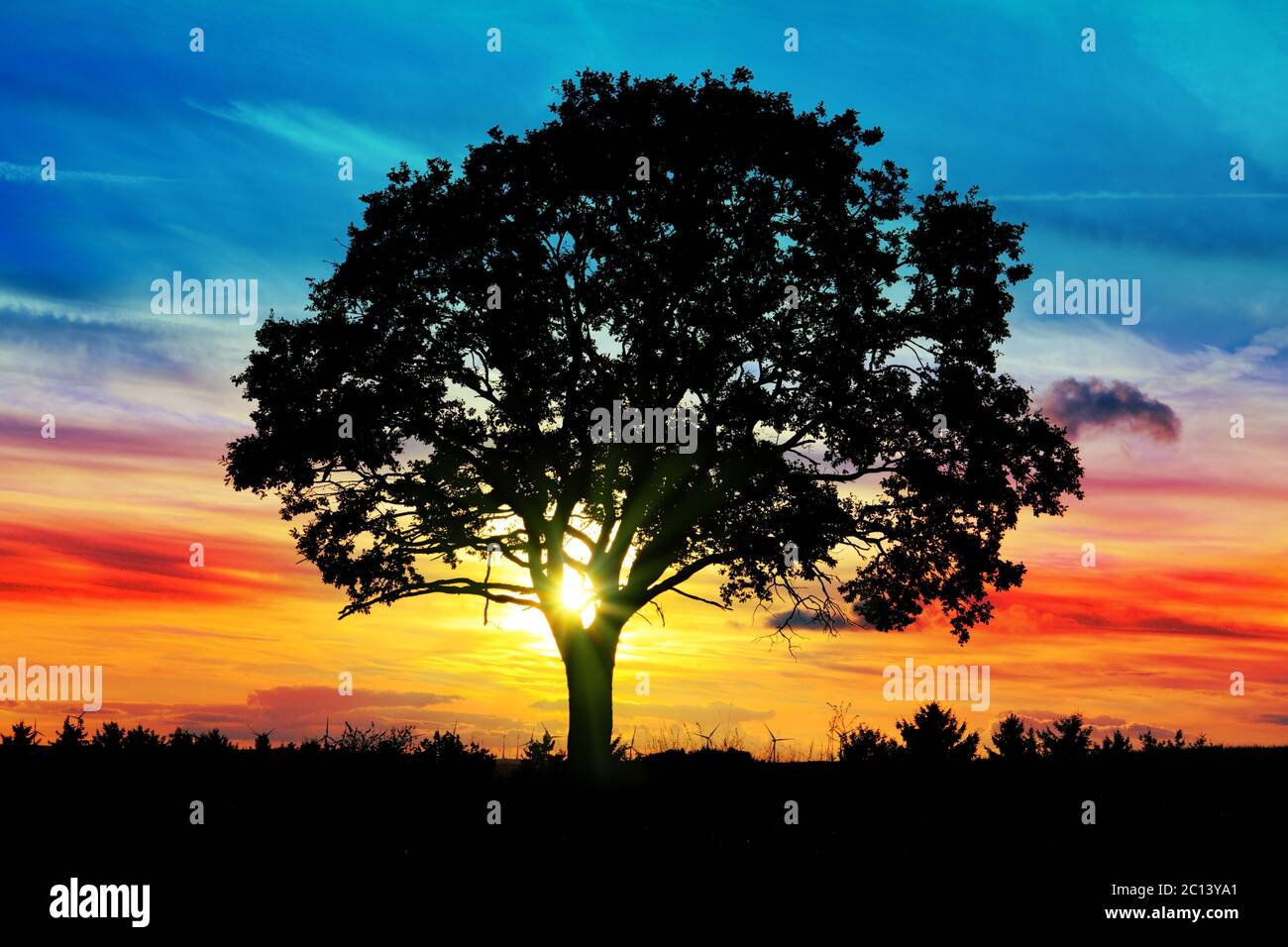 Tree sunrise sunny hi-res stock photography and images - Alamy
