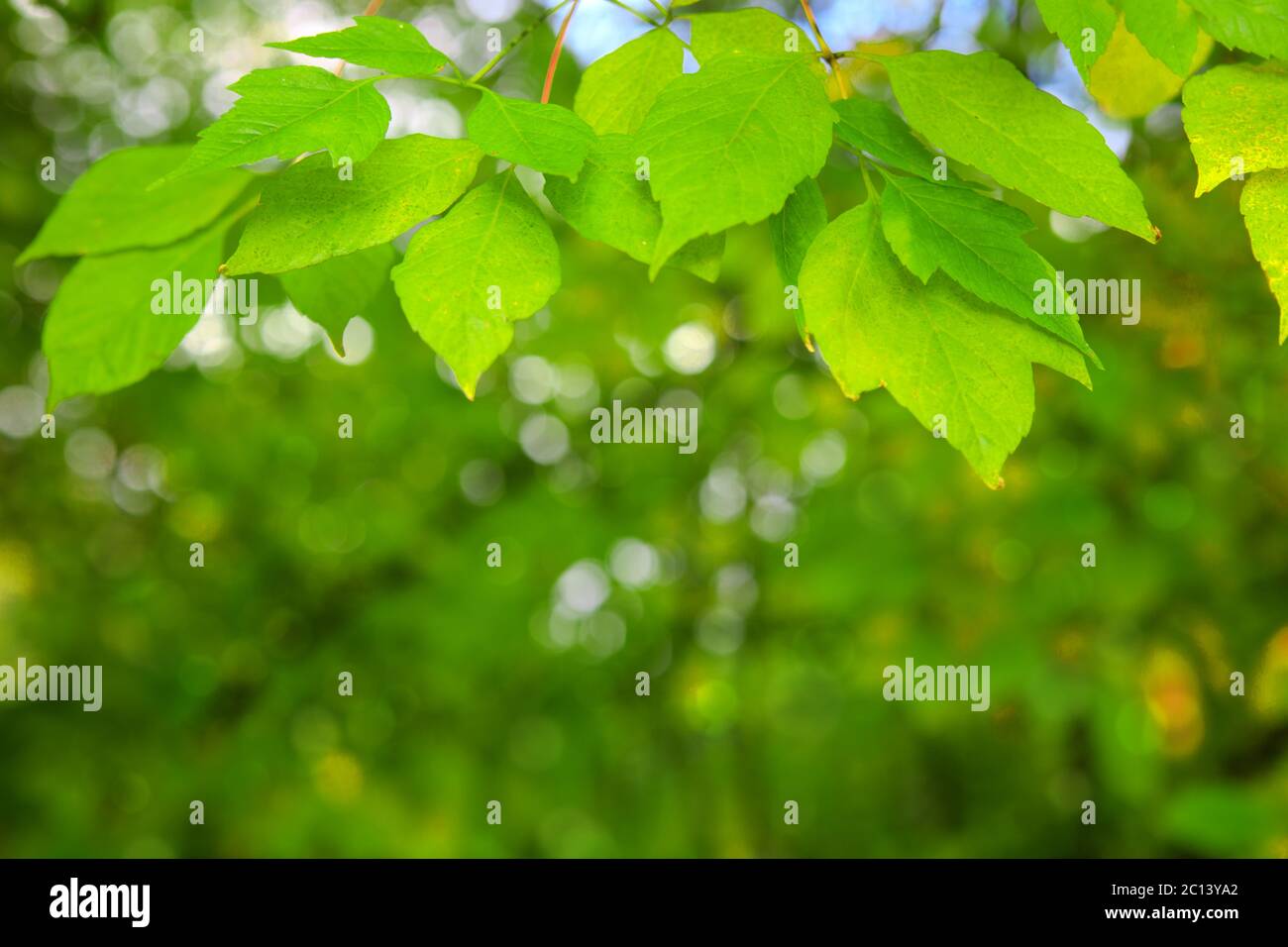 Spring background with green leaves Stock Photo - Alamy