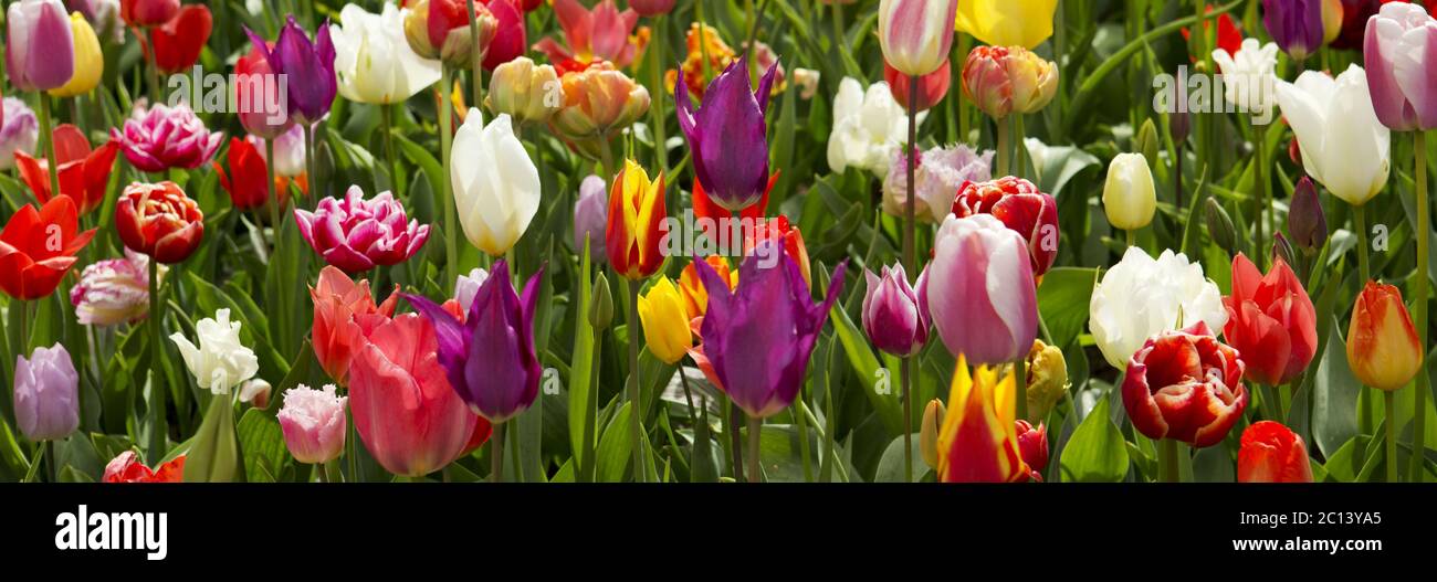 Colorful tulips background Stock Photo - Alamy