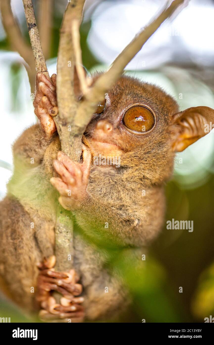 Tarsier monkey in natural environment Stock Photo - Alamy
