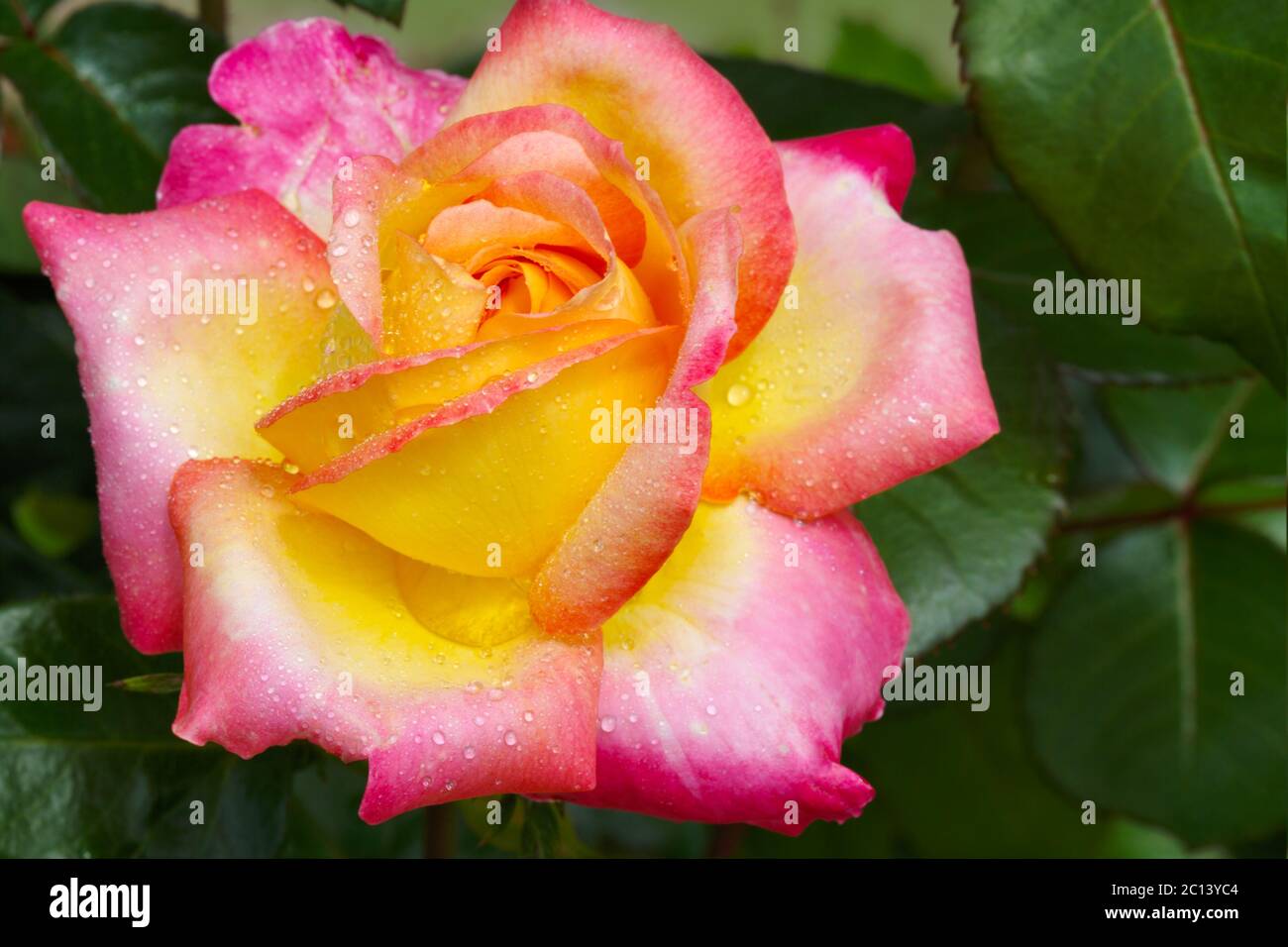 Noble pink rose hi-res stock photography and images - Alamy